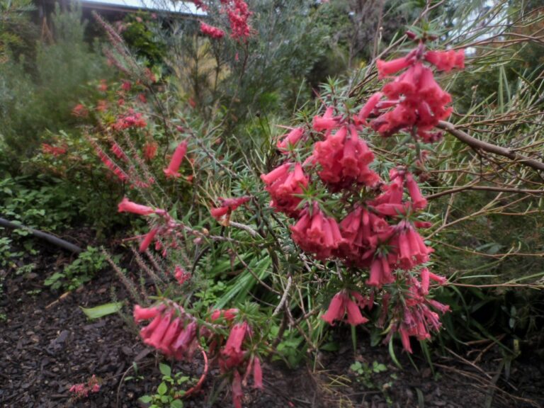 Epacris impressa – Common Heath | Gardening With Angus