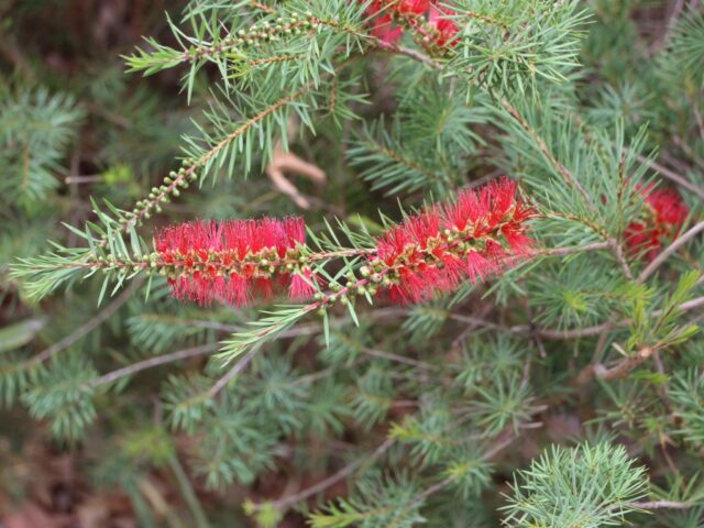 Callistemon subulatus ‘Brogo Overflow’ – Bottlebrush | Gardening With Angus