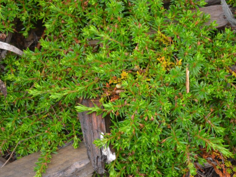 Pultenaea pedunculata ‘Pyalong Pink’ | Gardening With Angus
