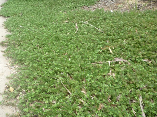 Myoporum parvifolium purpurea – Boobialla | Gardening With Angus