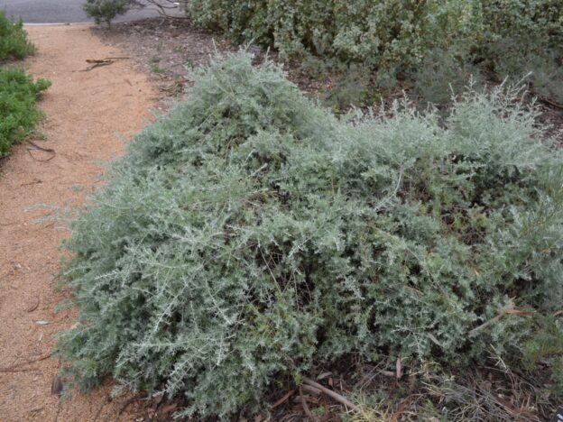 Enchylaena tomentosa – Ruby Saltbush | Gardening With Angus
