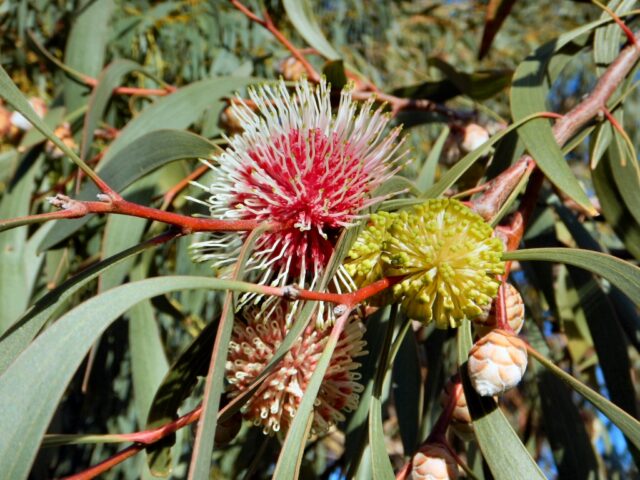Hakea laurina – Pincushion Hakea | Gardening With Angus