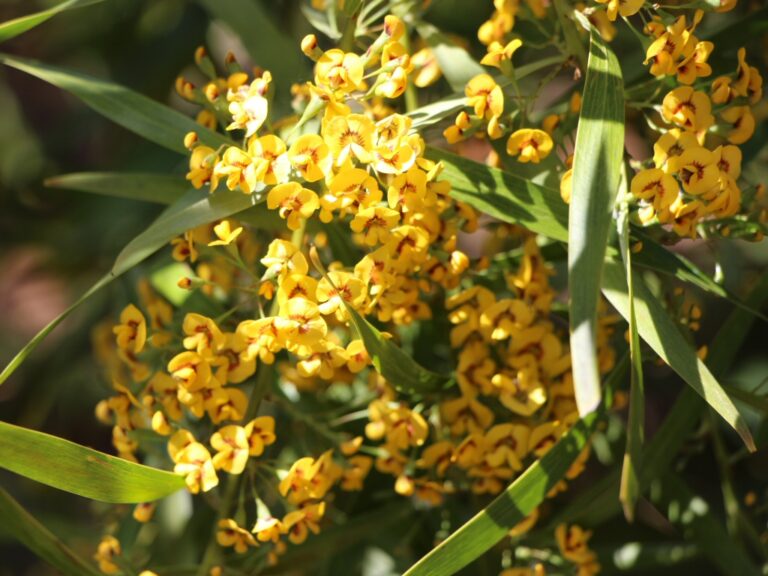Daviesia arborea – Golden Pea Tree | Gardening With Angus