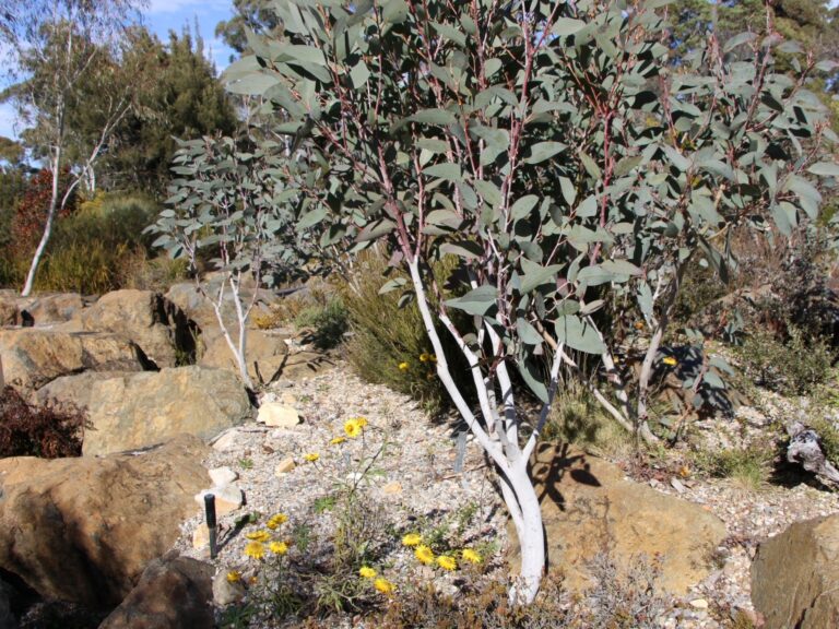 Eucalyptus pauciflora – Snow Gum | Gardening With Angus