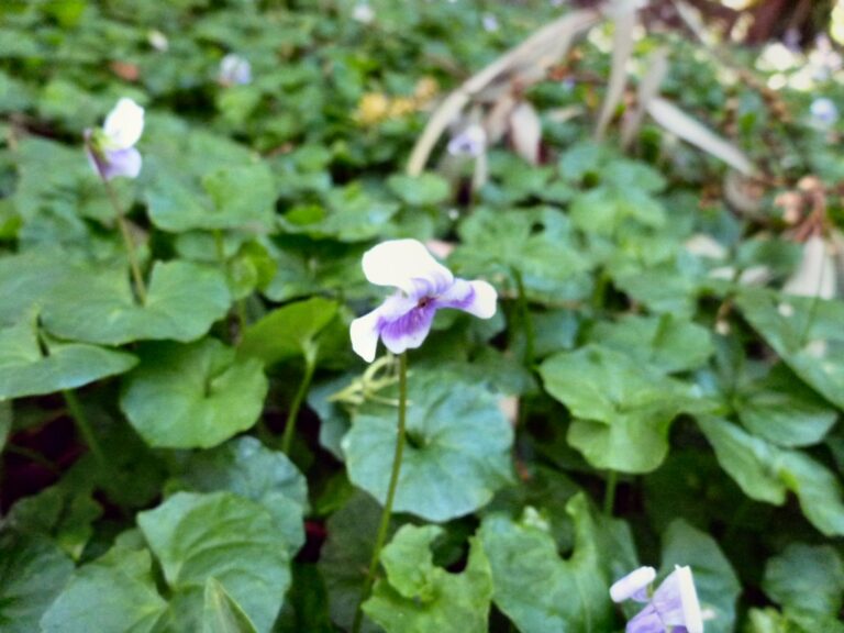 Viola hederacea – Native Violet | Gardening With Angus Viola hederacea – Native Violet | Gardening With Angus