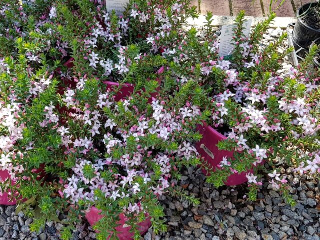 Philotheca buxifolia ‘Cascade Of Stars – Wax Flower | Gardening With Angus