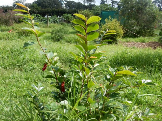 Antidesma erostre – Native Currant | Gardening With Angus