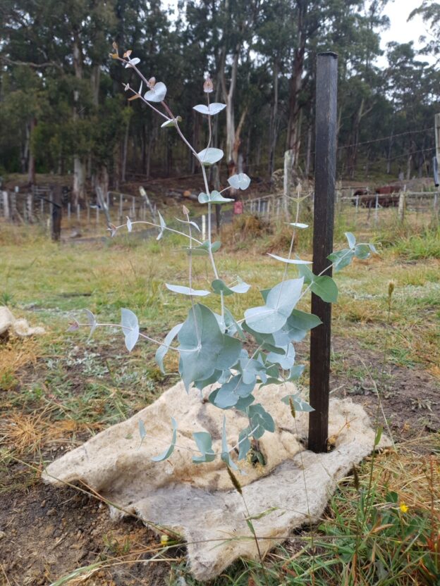 Newsletter #54 – December 2019 – Deep Planting Follow Up, Happy ...