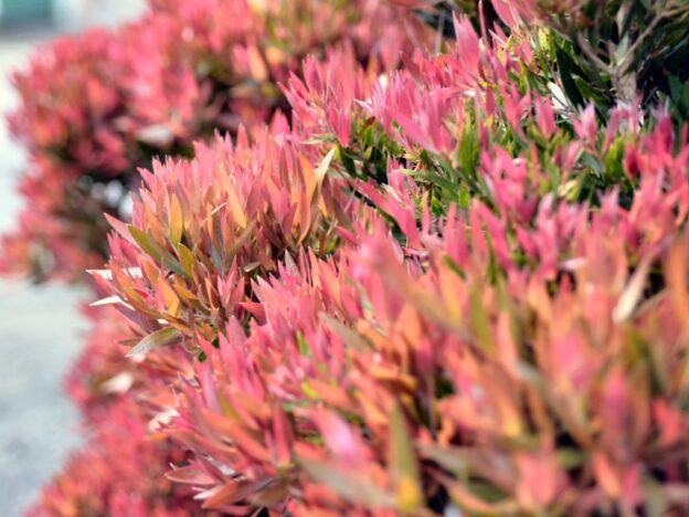 Angus’s Top Ten Australian Plants For Hedges | Gardening With Angus