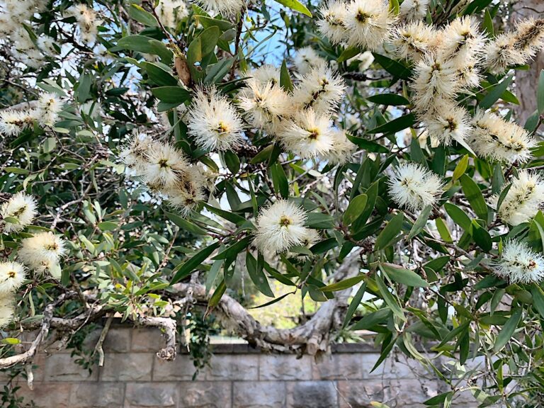 Melaleuca quinquenervia – Paperbark | Gardening With Angus