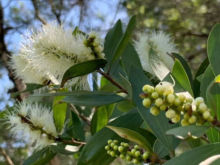 Melaleuca quinquenervia – Paperbark | Gardening With Angus