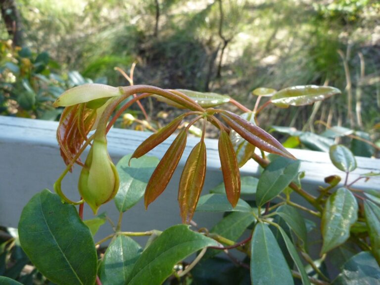Cissus hypoglauca – Native Grape | Gardening With Angus