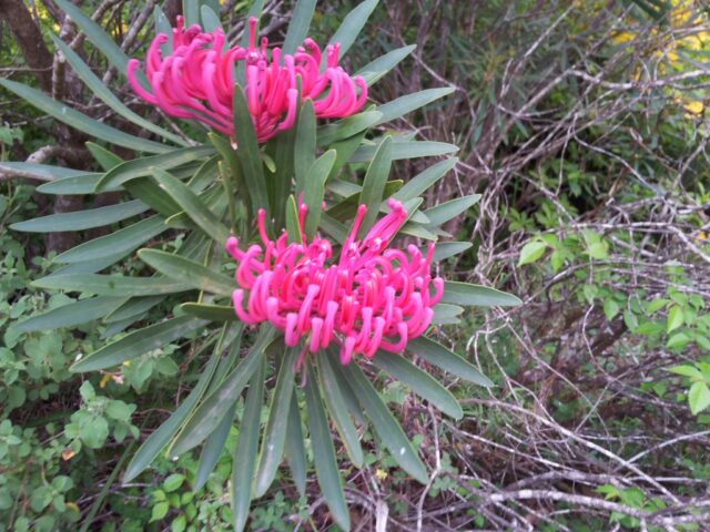Telopea mongaensis – Braidwood Waratah | Gardening With Angus
