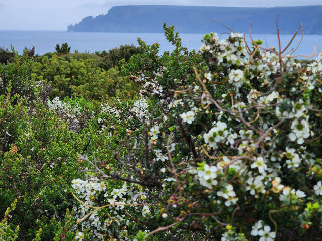 Leptospermum scoparium var. eximium – Tea Tree | Gardening With Angus