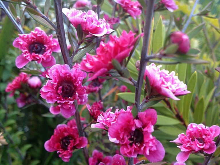 Leptospermum scoparium hybrid ‘Ballerina Improved’ – Tea Tree ...