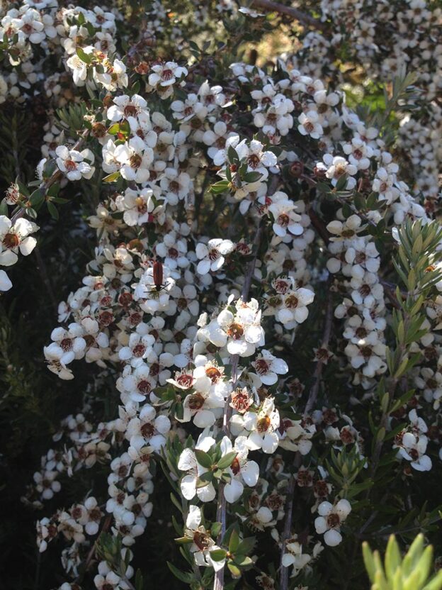 Leptospermum scoparium ‘Jim’s Rocky Rambler’ – Tea tree | Gardening ...