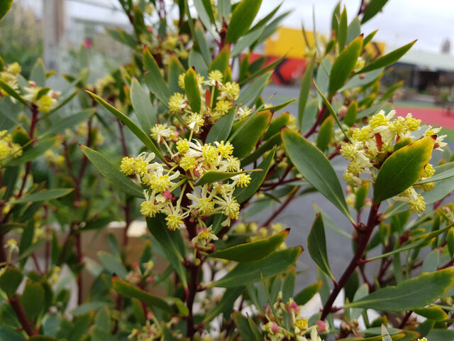 Tasmannia lanceolata – Tasmanian Pepperberry | Gardening With Angus