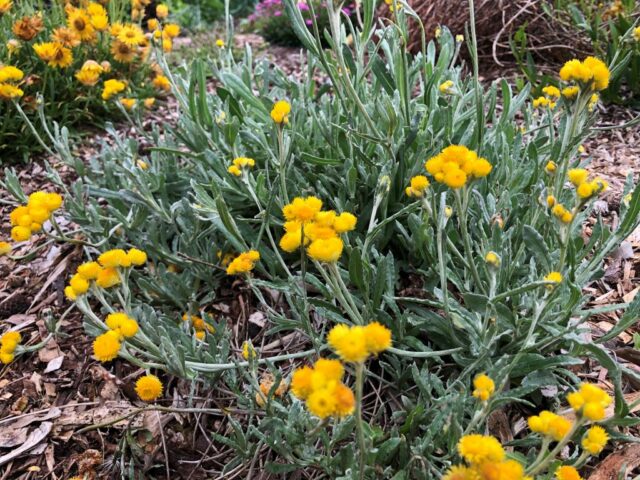 Golden Buttons Everlasting Daisy Pack | Gardening With Angus