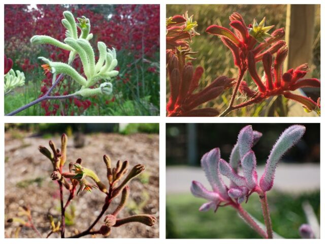 Australian Native Climbers and Creepers | Gardening With Angus