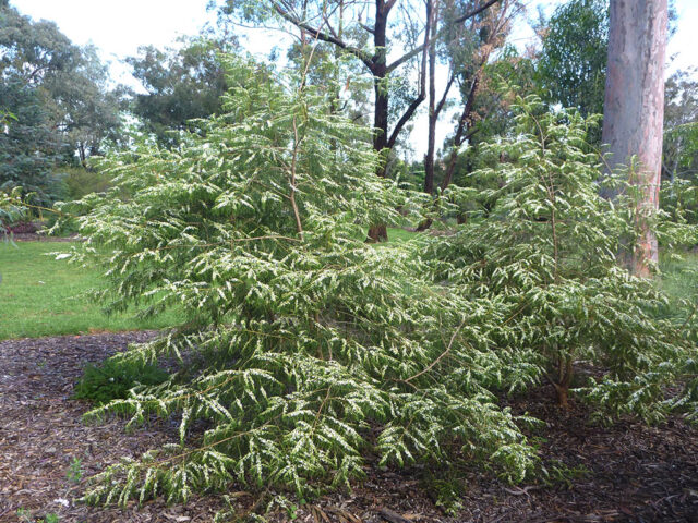 Myoporum floribundum – Weeping Myoporum | Gardening With Angus