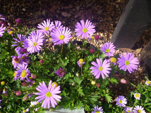 Brachyscome angustifolia ‘Brasco Violet’ | Gardening With Angus