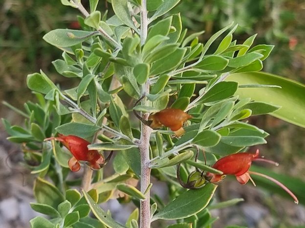 Eremophila glabra ‘Burgundy’ – Emu Bush | Gardening With Angus