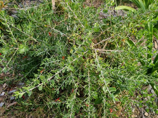 Eremophila glabra ‘Burgundy’ – Emu Bush | Gardening With Angus